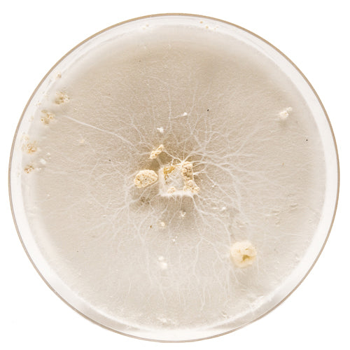 Far West Fungi Farming Solutions