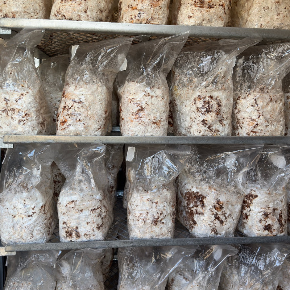 Fully Colonized Substrate/Ready to Fruit Blocks